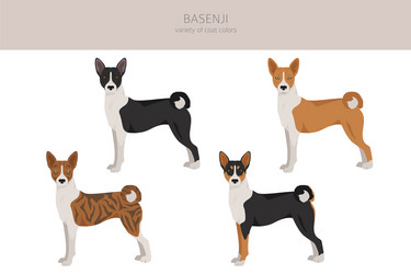 Basenji all colours clipart different coat colors Vector Image