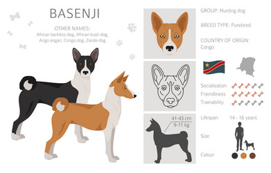 Basenji all colours clipart different coat colors Vector Image