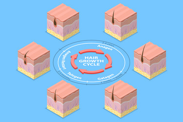 Capillary Hair Vector Images (30)