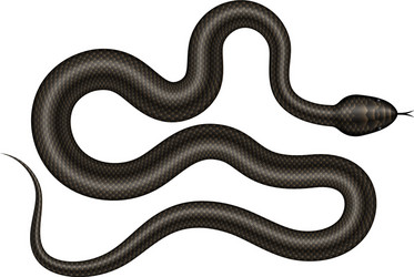 Snake Vector Images (over 52,000)