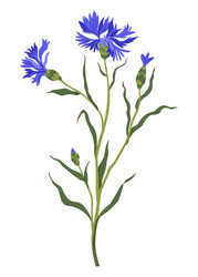 Cornflower Vector Images (over 3,100)