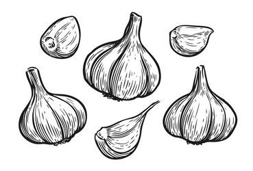 Sticker garlic Royalty Free Vector Image - VectorStock