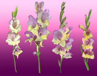 Gladiolus Vector Images (over 530)
