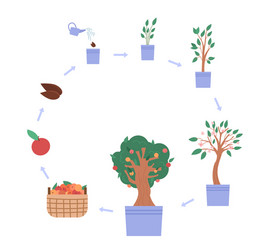 Fruit Tree Life Cycle Vector Images (over 190)