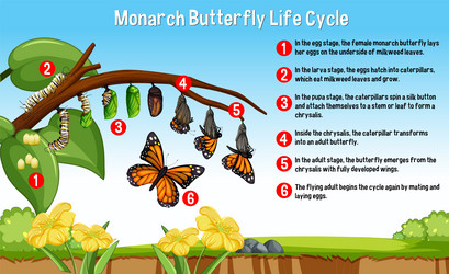 Butterfly Life Cycle Vector Images (over 540)