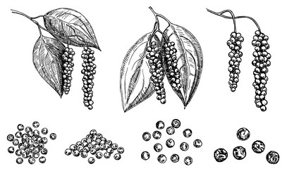 Black pepper drawing set peppercorn heap Vector Image