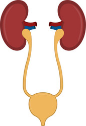 Urinary system anatomy incontinence biology Vector Image