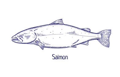 Sea Creatures Etching Vector Images (over 570)