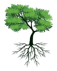 Tree Roots Vector Images (over 15,000)