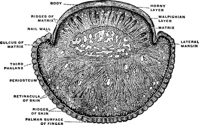 Leech Cross Section Labeled