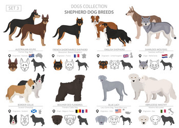 Shepherd dog breeds sheepdogs collection isolated Vector Image