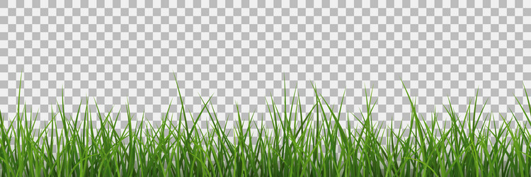 Green grass repeat texture Royalty Free Vector Image
