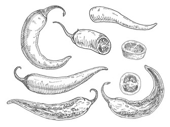 Chilli Drawing Vector Images (over 2,400)