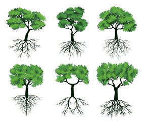 Tree Roots Vector Images (over 15,000)