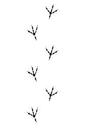 Chicken Feet Vector Images (over 540)