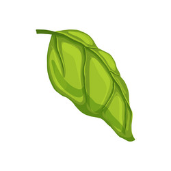 Basil leaf cartoon Royalty Free Vector Image - VectorStock