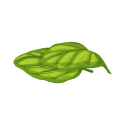 Basil leaf green cartoon Royalty Free Vector Image