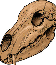Bear Skull Vector Images (over 1,000)