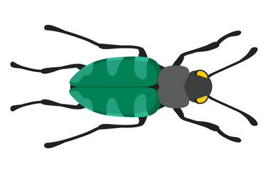 Firebug isolated Royalty Free Vector Image - VectorStock