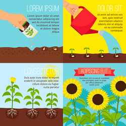 Planting tree process Royalty Free Vector Image