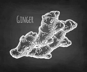 Fresh ginger root ink sketch Royalty Free Vector Image