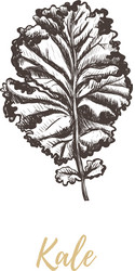 Kale Plant Vector Images (over 1,300)