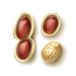 Peanuts in Shell Vector Images (over 2,400)