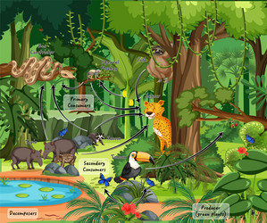 Diagram showing food web in rainforest Royalty Free Vector