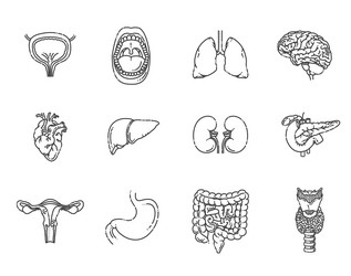 Internal human organs hand drawn icons set Vector Image