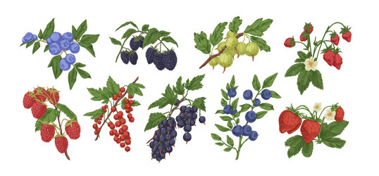 Black or Red Currant Drawing Vector Images (over 210)