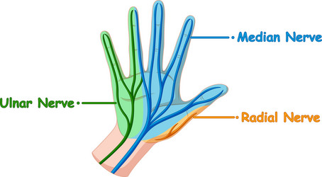 Nerve Vector Images (over 15,000)