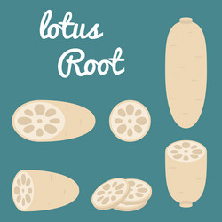 Lotus Root Vector Images (over 280)