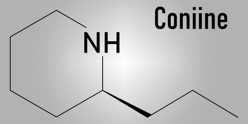 Coniine toxin molecule skeletal formula Royalty Free Vector