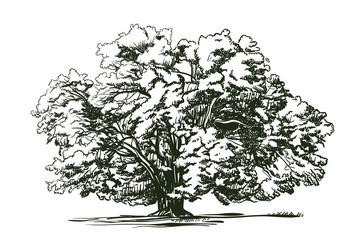 Old olive tree Royalty Free Vector Image - VectorStock