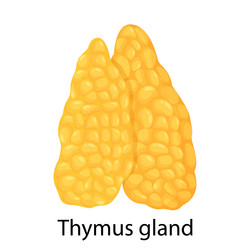 Thymus Vector Images (over 1,000)