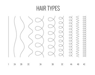 A hair types chart Royalty Free Vector Image - VectorStock