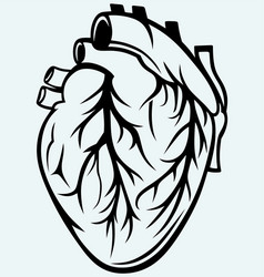 Heart Human Anatomy Vector Images (over 17,000)