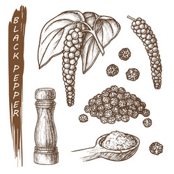 Black pepper drawing set peppercorn heap Vector Image