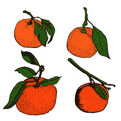 Tangerine Vector Images (over 13,000)