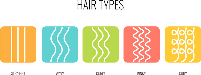 A hair types chart Royalty Free Vector Image - VectorStock