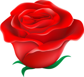 Rosal Flower Vector Images (over 170)