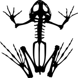 Frog Skeleton Vector Images (over 160)