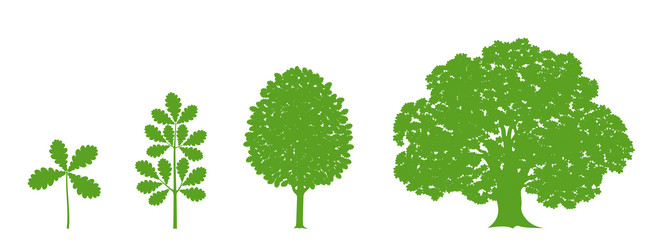 Tree Growing Stages Vector Images (over 920)