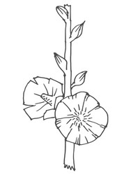 Bissap Vector Images (26)