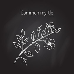 Myrtle Drawing Vector Images (91)