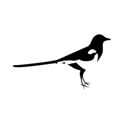 Magpie Vector Images (over 1,100)