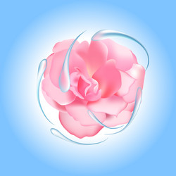 Rose Royalty Free Vector Image - VectorStock
