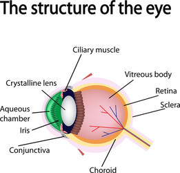 Sclera Structure Eye Vector Images (over 120)