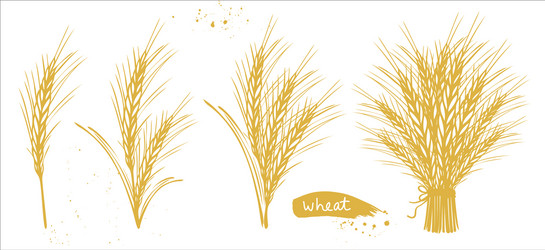 Wheat barley grain symbol Royalty Free Vector Image