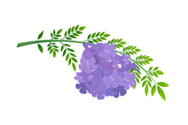 Jacaranda Tree Vector Images (over 110)